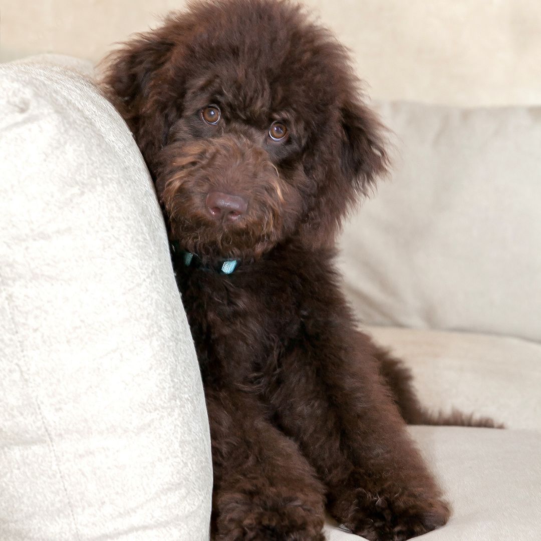 Why Chocolate Goldendoodles Make the Perfect Family Pet - Daring Doodle