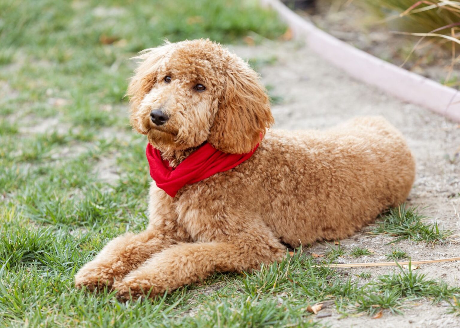 Teddy Bear Goldendoodle Haircut 101 - A Detailed Guide For You