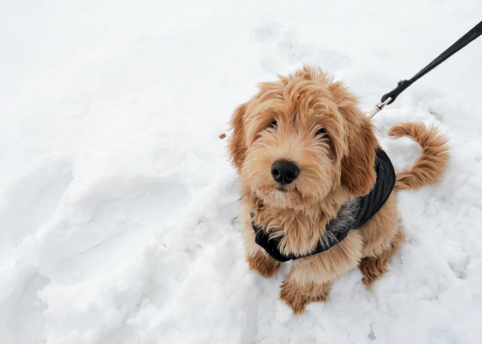 Do Goldendoodles Get Cold in Cold Weather? [Goldendoodles Like Snow]