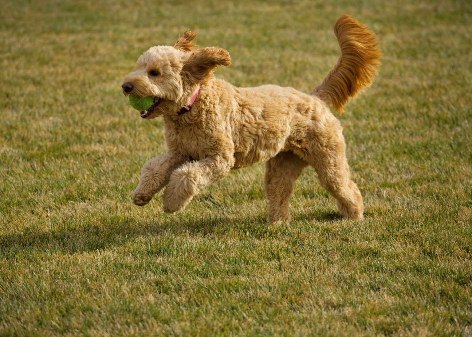 How Fast Can a Goldendoodle Run? [Mini Goldendoodle Included]