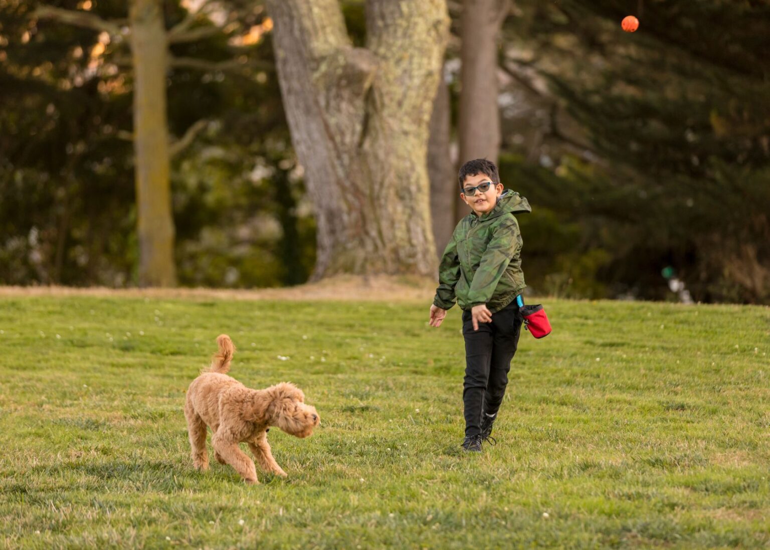 How Fast Can a Goldendoodle Run? [Mini Goldendoodle Included]