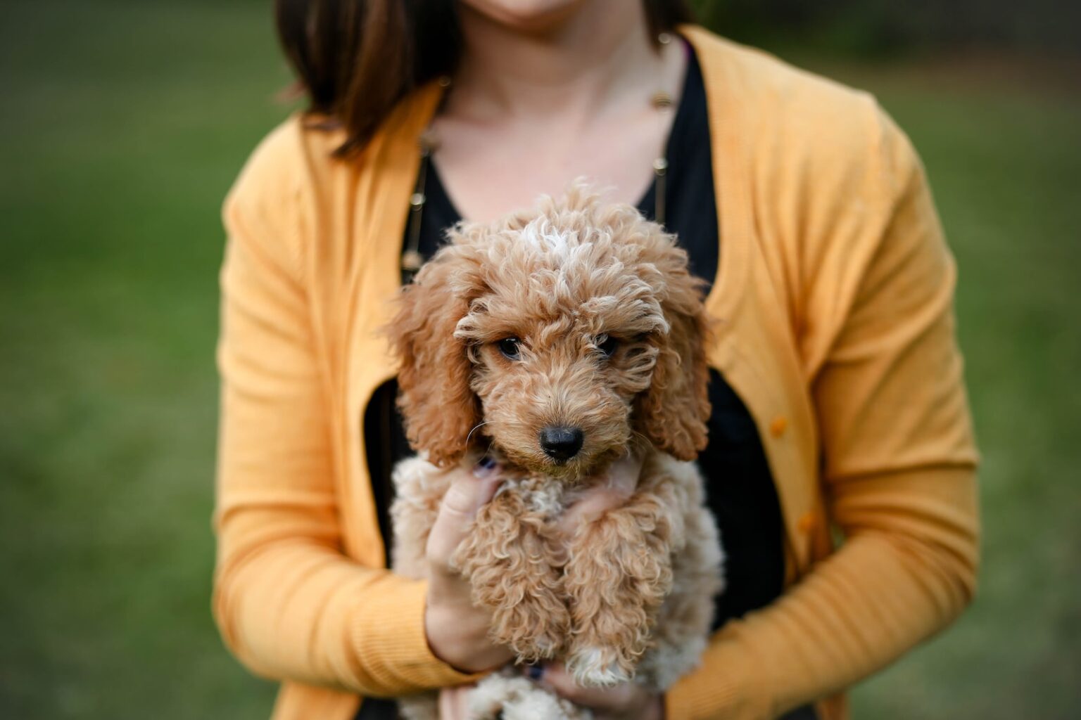 How Often Should You Groom Goldendoodle?