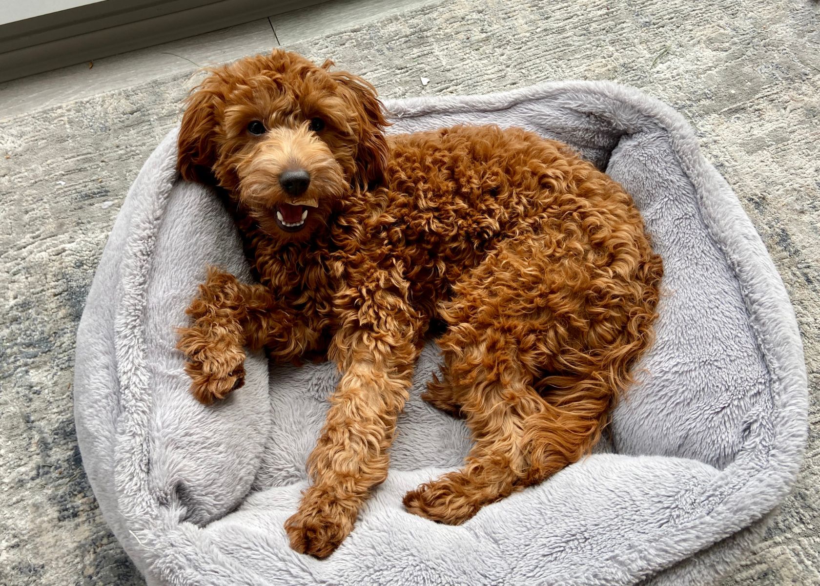 Do Goldendoodles Have Hair or Fur? - Daring Doodle