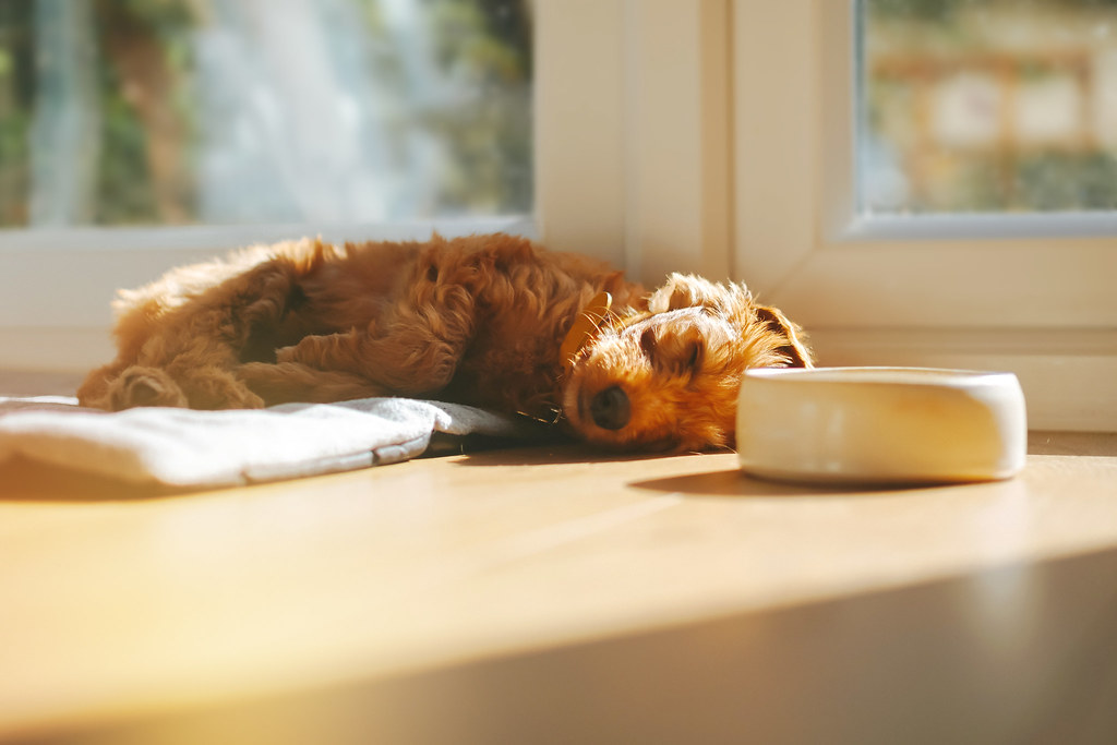 What Do Most Goldendoodles Die From? - Daring Doodle