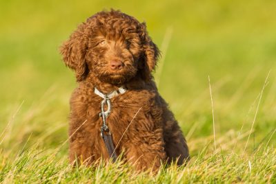 What is a Labradoodle? Breeds, Traits & Life Expectancy - Daring Doodle