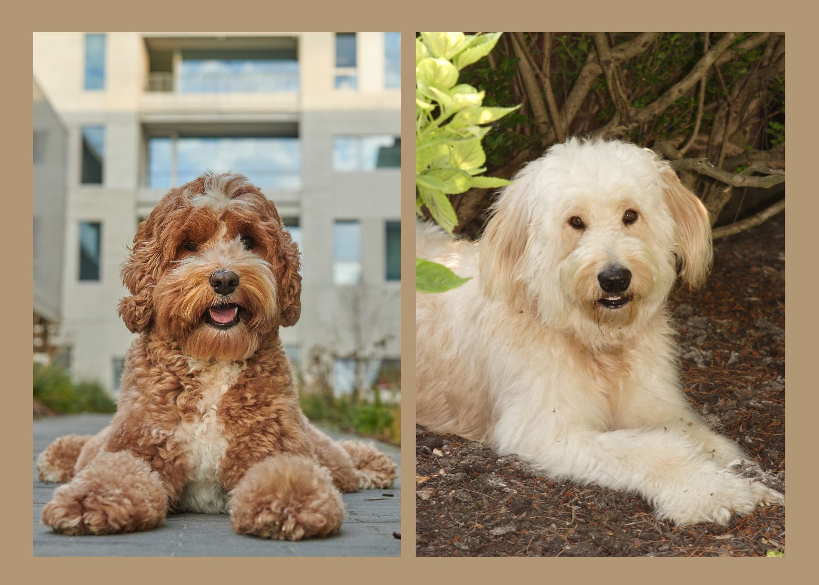 What is the Difference between Labradoodle and Goldendoodle - Daring Doodle