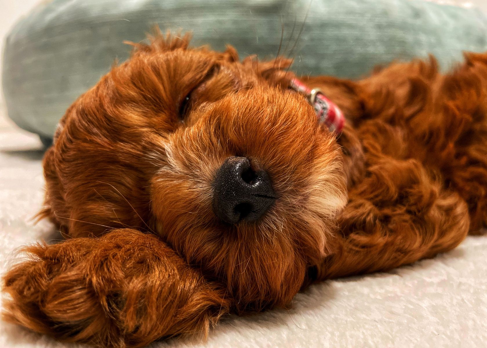 What is an F1 Labradoodle - Daring Doodle