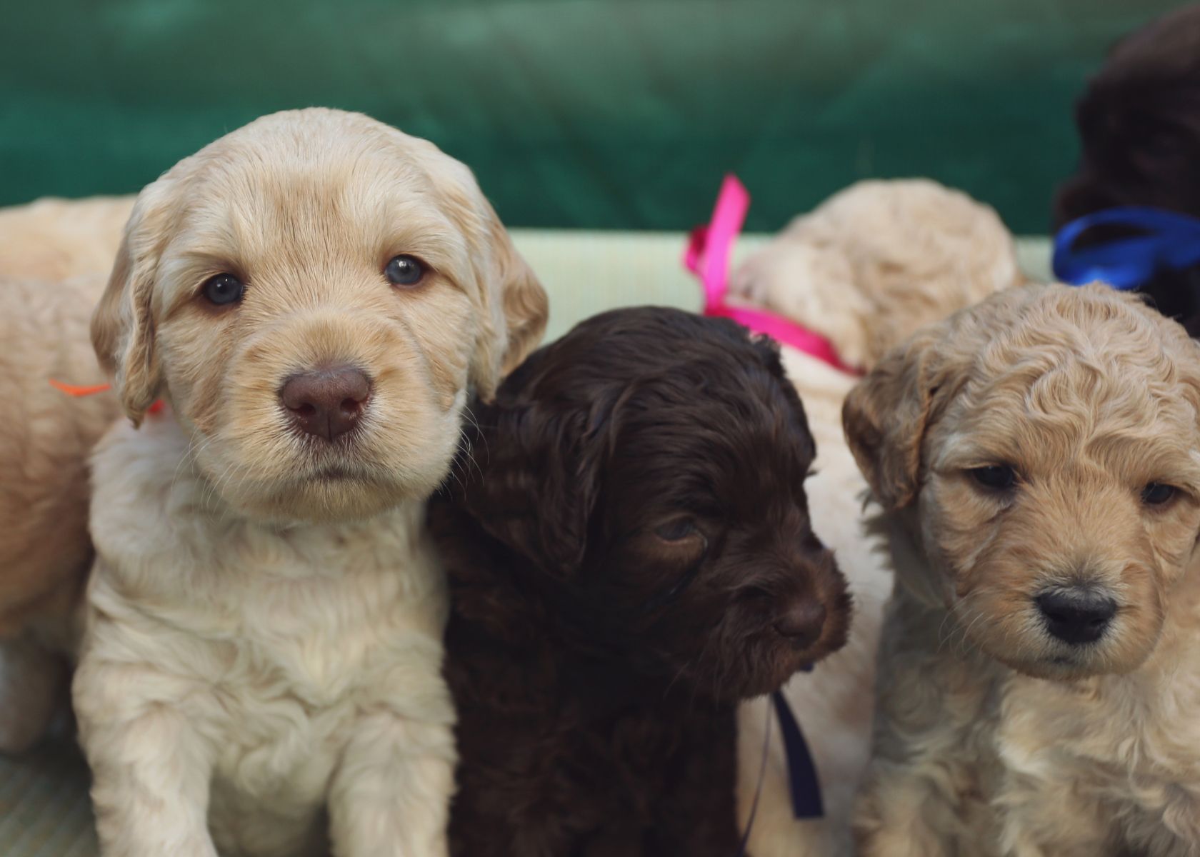 Do Labradoodles Shed? - Daring Doodle