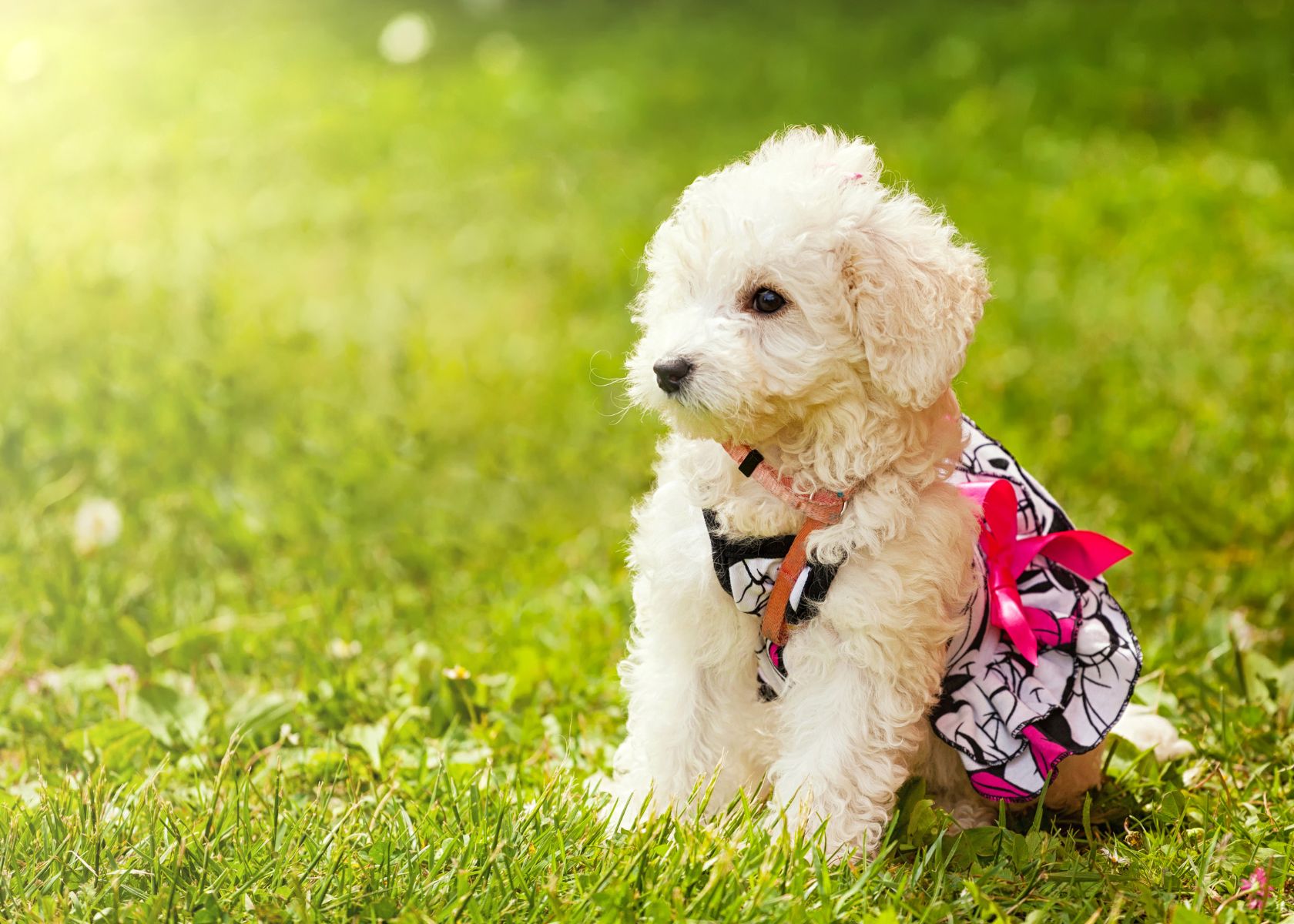Small Poodle-Like Dogs: The Perfect Companions for Any Home - Daring Doodle