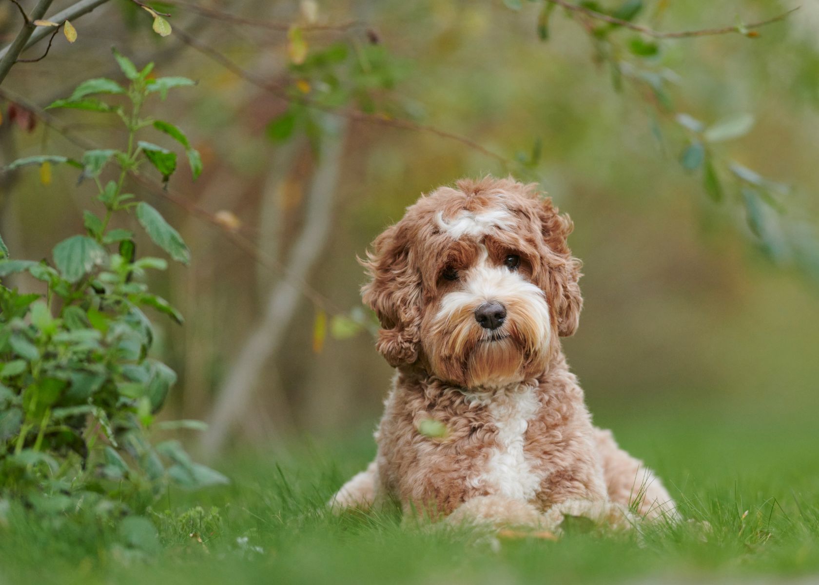 Labradoodle Retriever 101: Everything You Need to Know - Daring Doodle