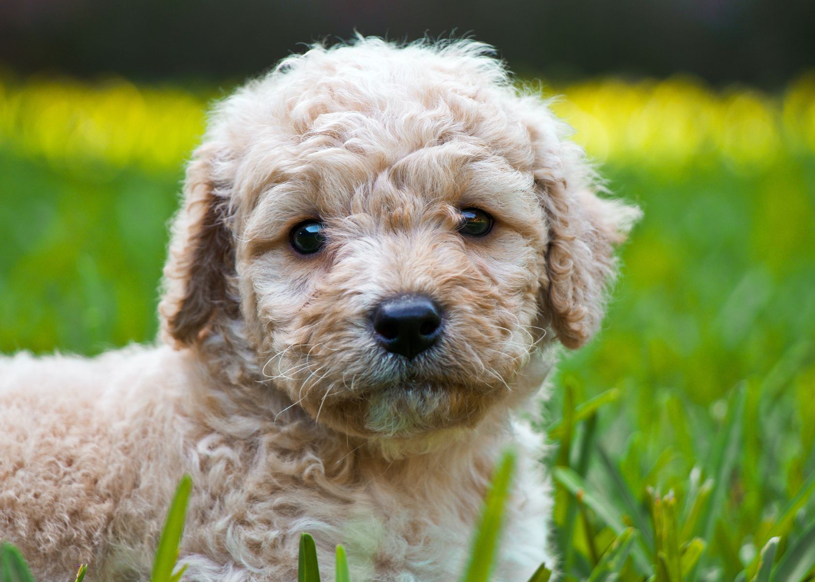 How to Identify a Poodle Puppy Like a Pro? - Daring Doodle