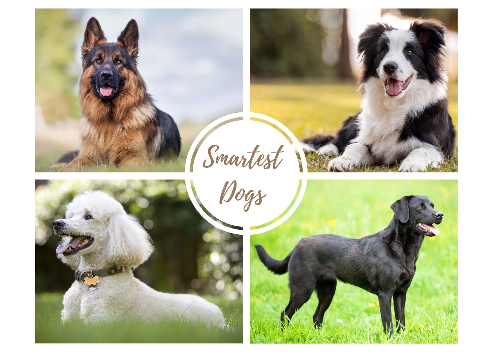 What is the Smartest Dog? - Daring Doodle