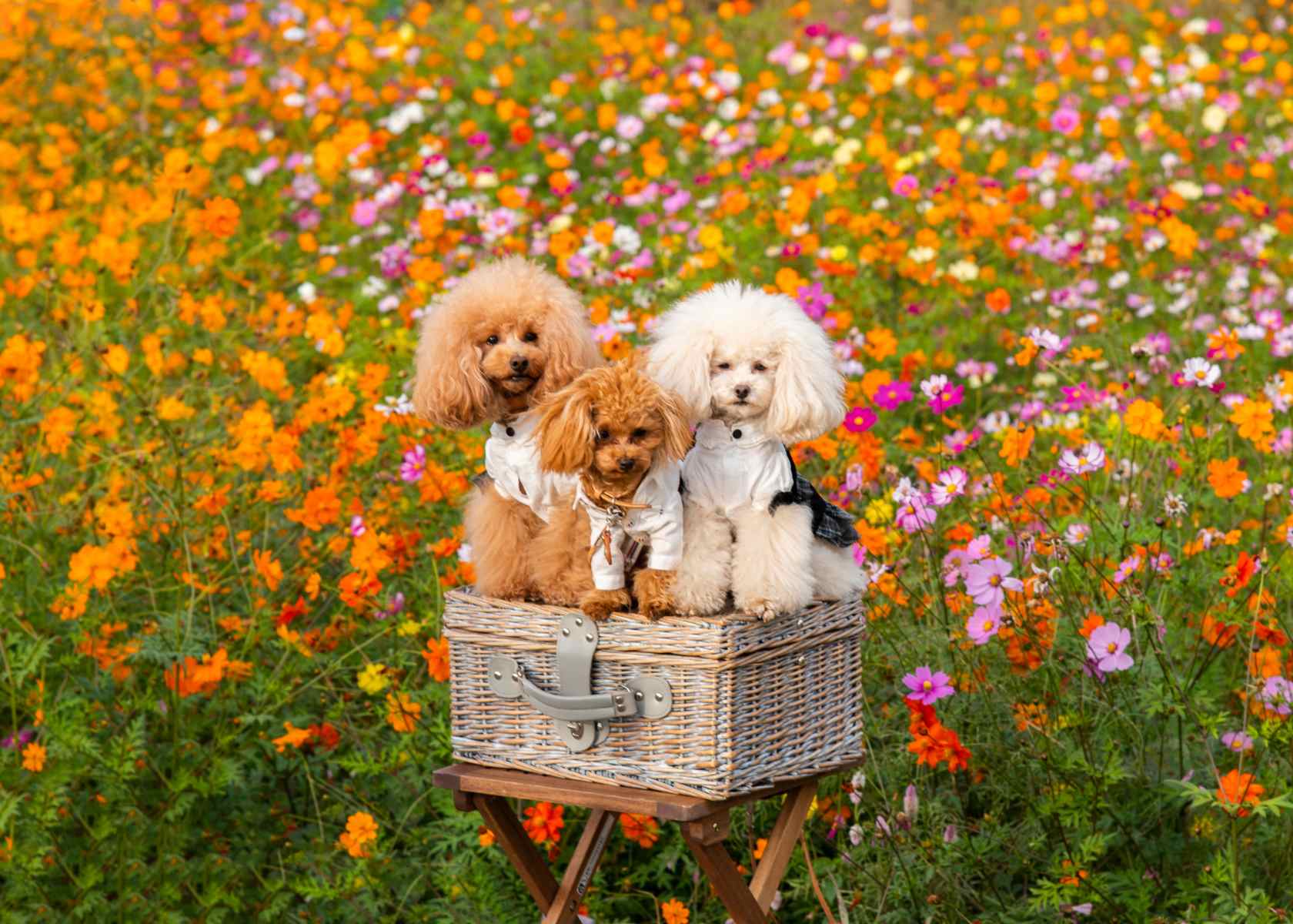 Why are Poodles So Famous? - Daring Doodle
