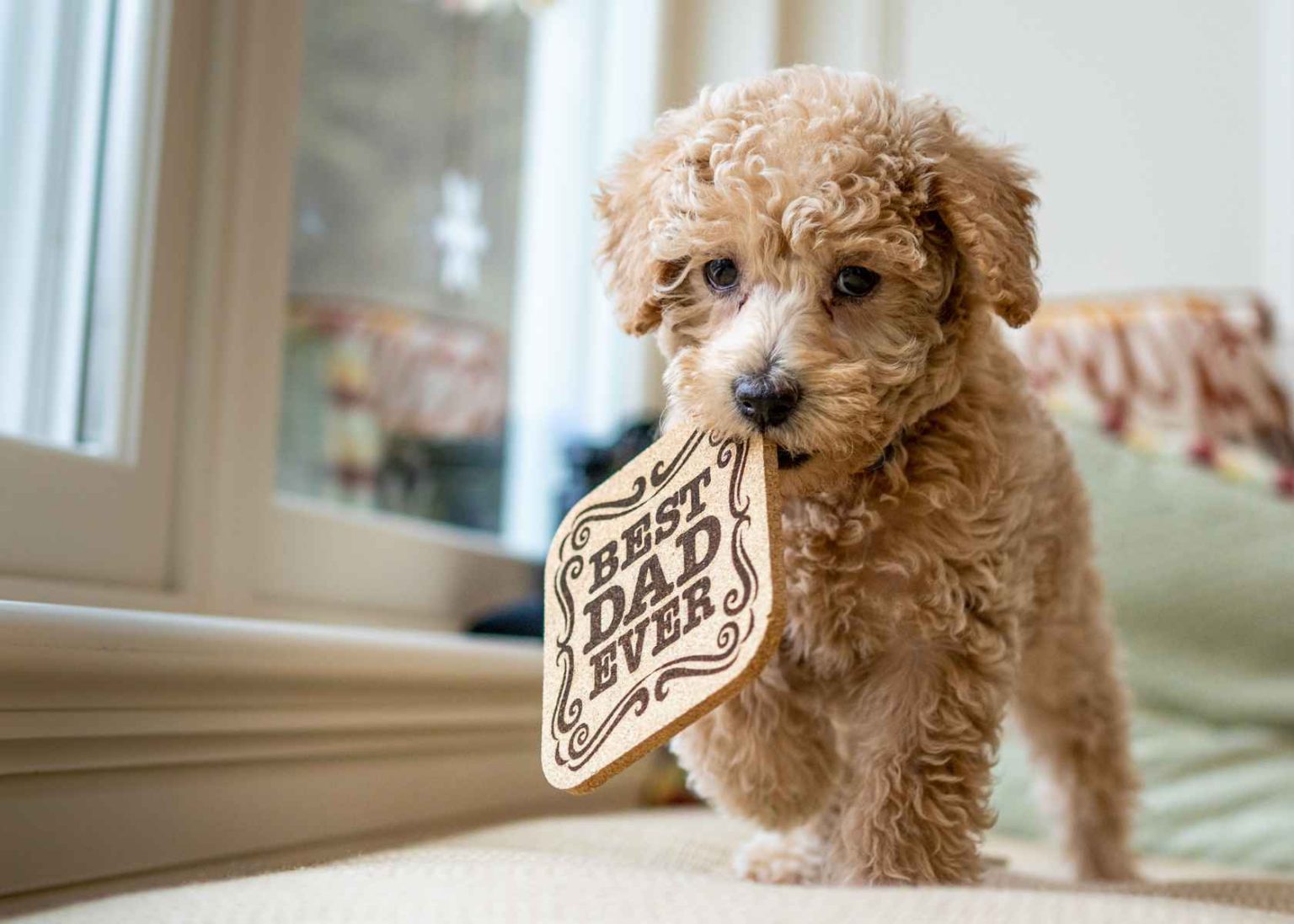 Why are Poodles So Famous? - Daring Doodle