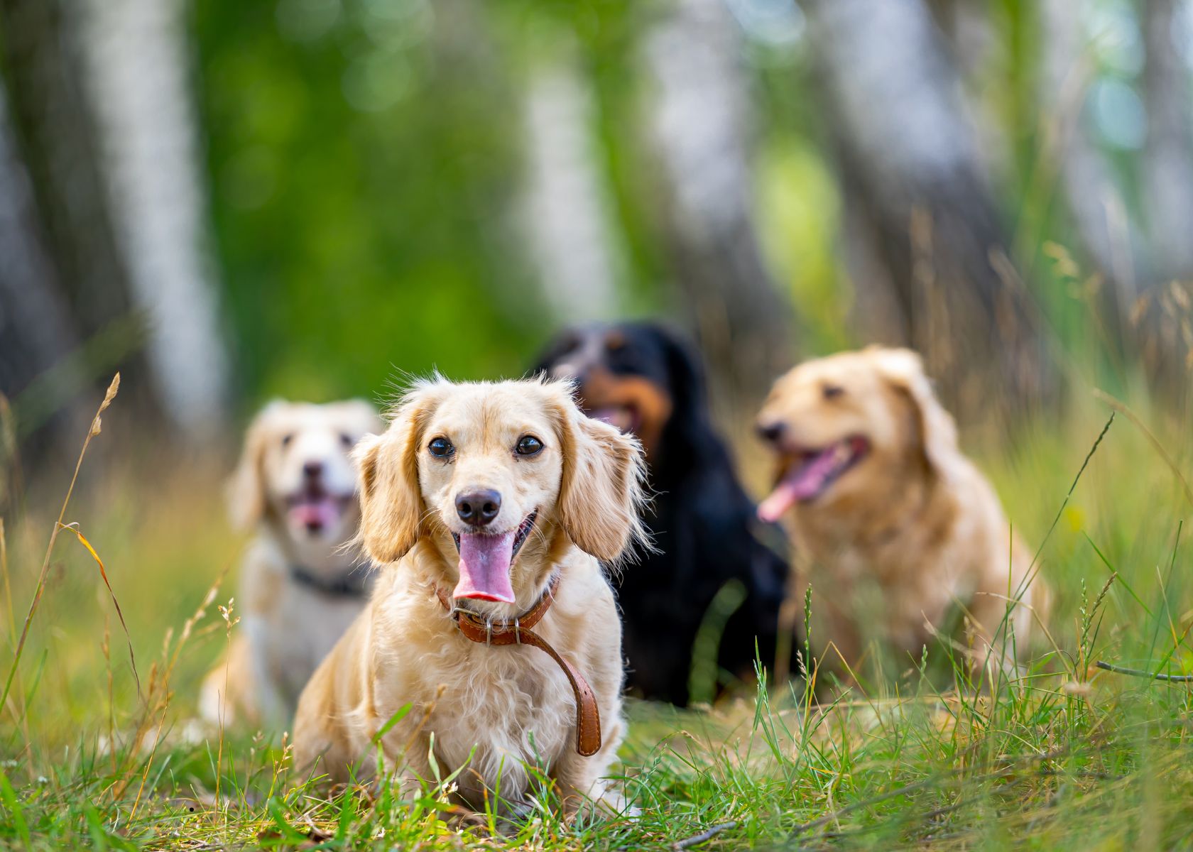 The Types of Doodle Dogs You've Never Heard About! - Daring Doodle