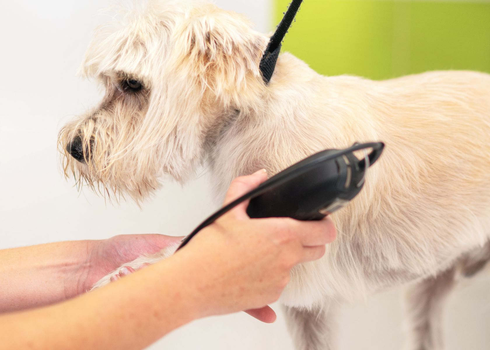 How to Choose the Best Dog Clipper For Doodles - Daring Doodle