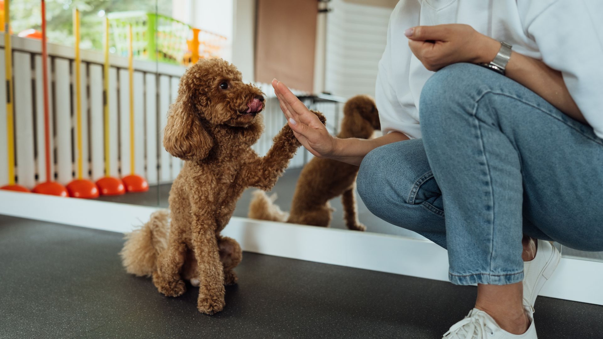 How to House Train a Dog? Find Out the Best Techniques! - Daring Doodle