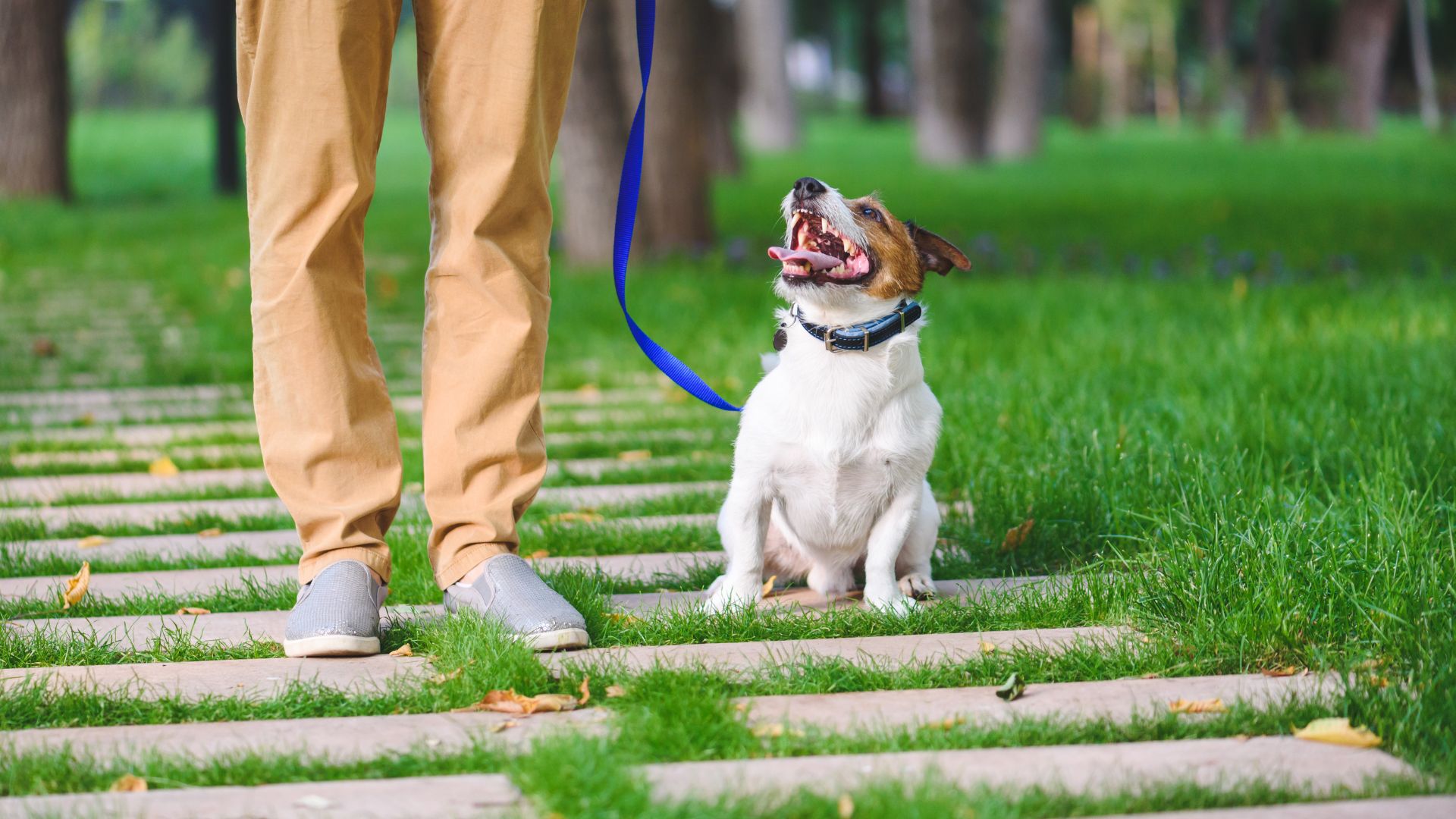 What is a Long Lead Training Used For in Dogs? - Daring Doodle