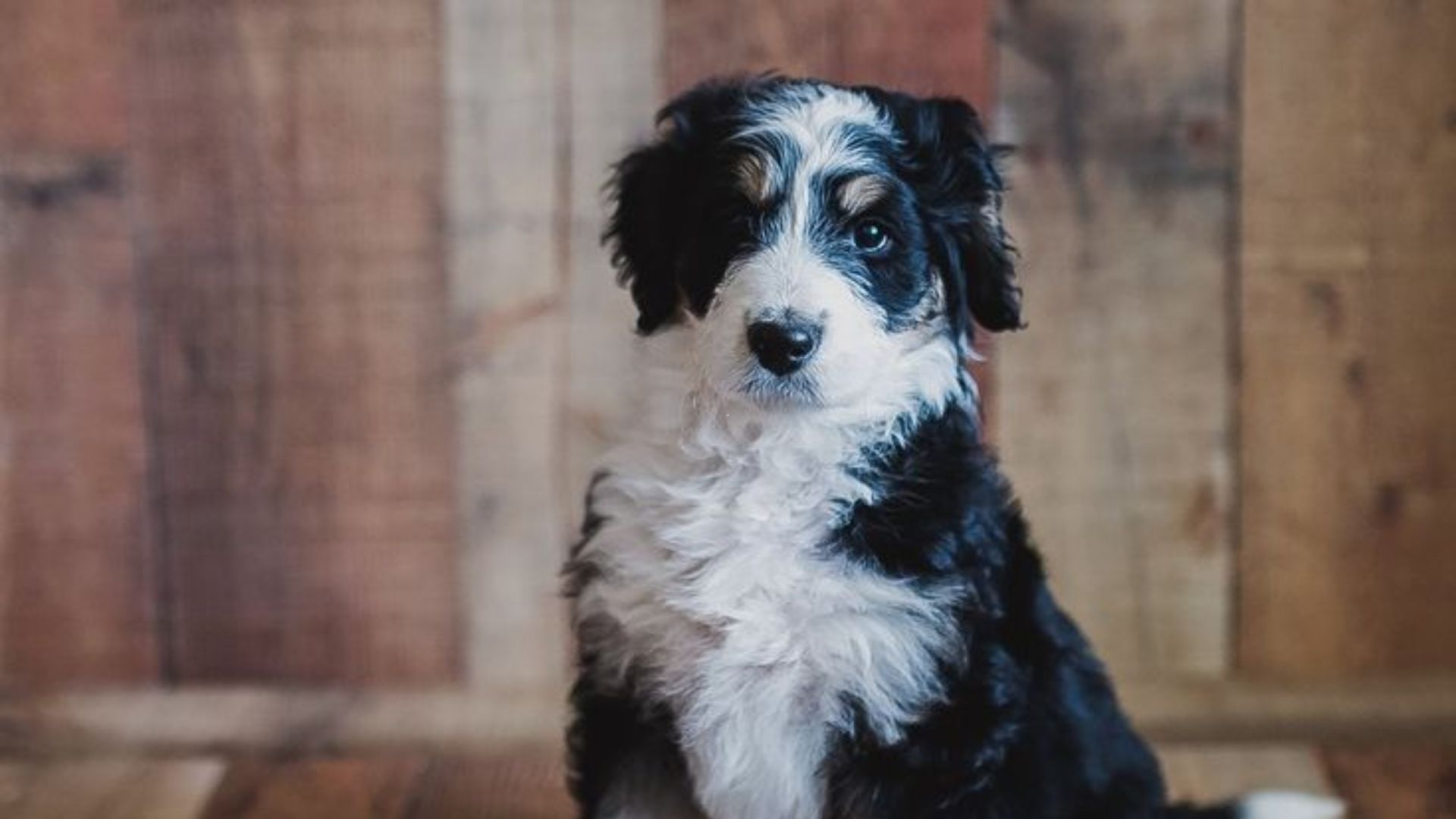 What is a Swiss Doodle Dog? - Daring Doodle